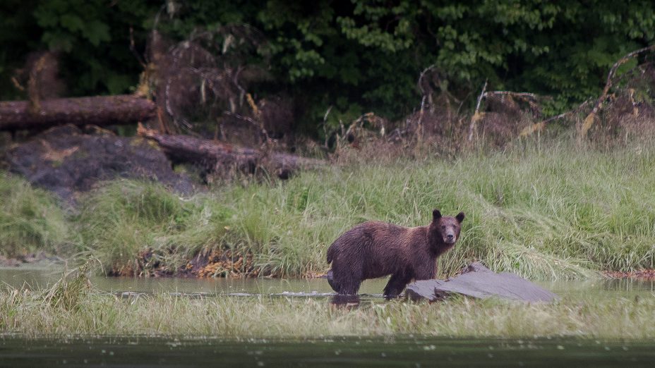 Lesson learned from Little Bear – Northwest Navigation Co.