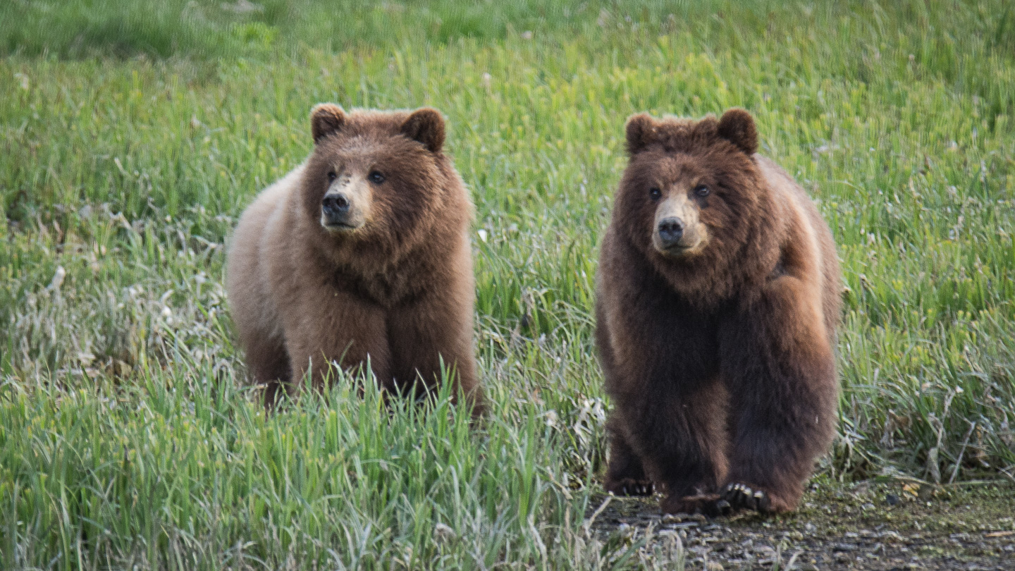 Two young bears at Pack Creek – Northwest Navigation Co.