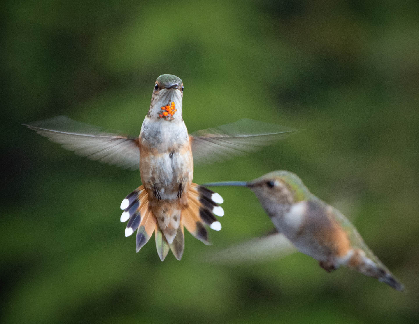 Hummingbirds in Alaska – Northwest Navigation Co.